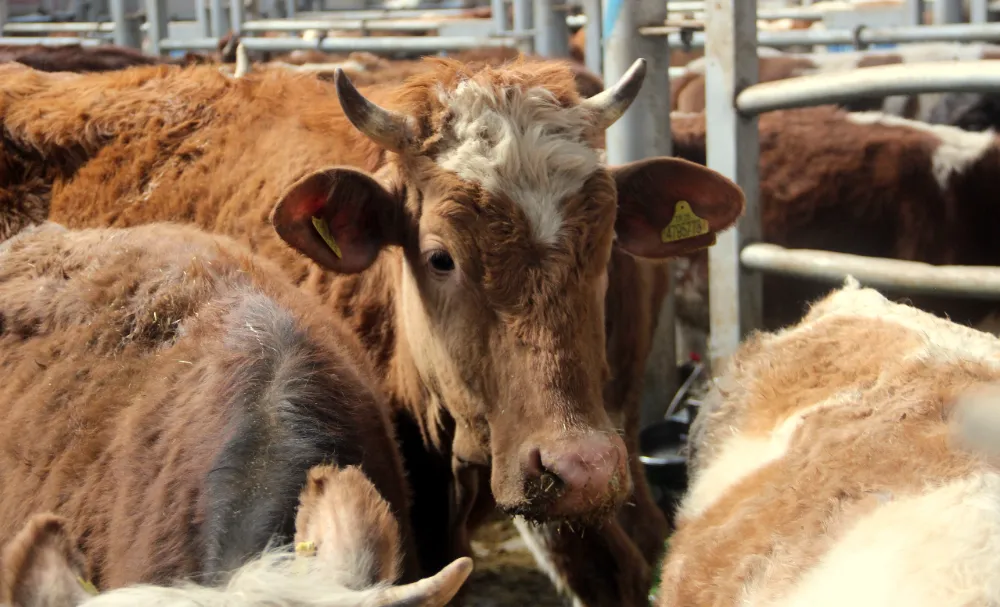 CANLI HAYVAN İTHALATI ARTTI